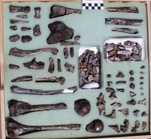 Omo remains - Alchetron, The Free Social Encyclopedia
